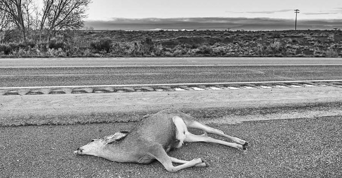 These Are the States That Let You Salvage and Eat Roadkill - alt_driver