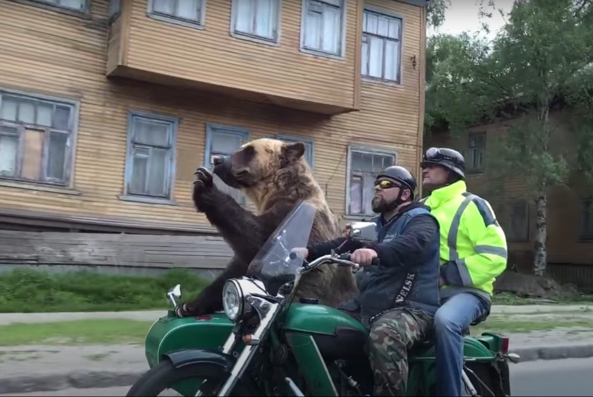This Trained Bear Named Tim Is the Friendliest Motorcycle Passenger ...